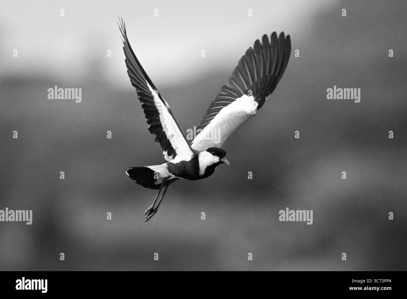 Mono spur-winged lapwing lifts wings passing trees Stock Photo - Alamy
