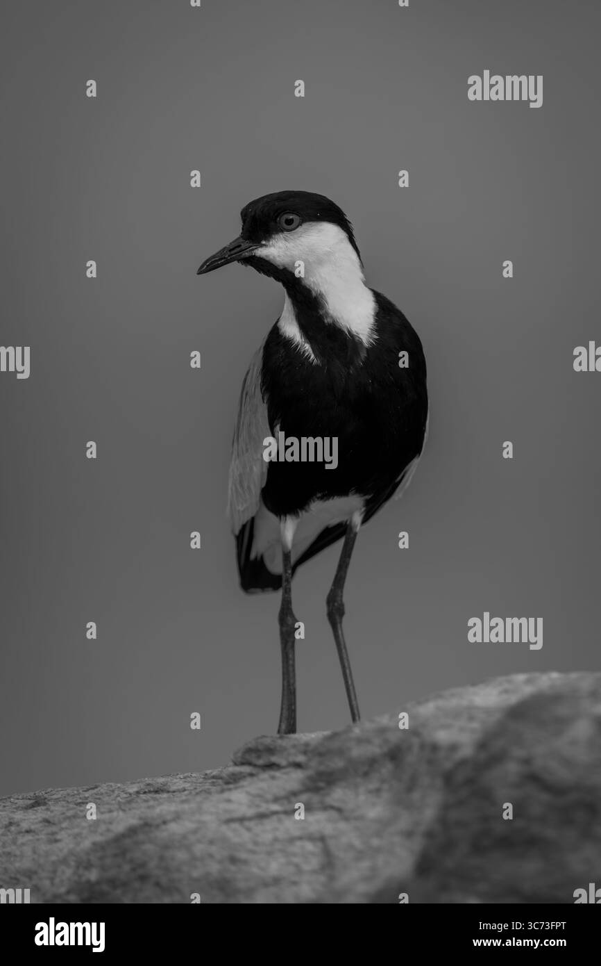 Mono spur-winged lapwing turns head on rock Stock Photo - Alamy