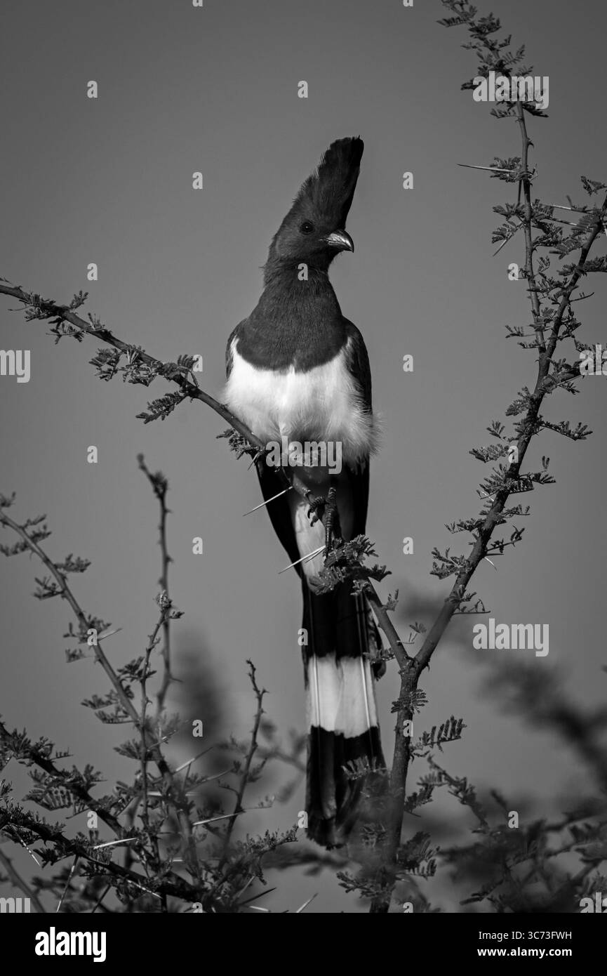 Mono white-bellied go-away-bird with catchlight on thornbush Stock ...