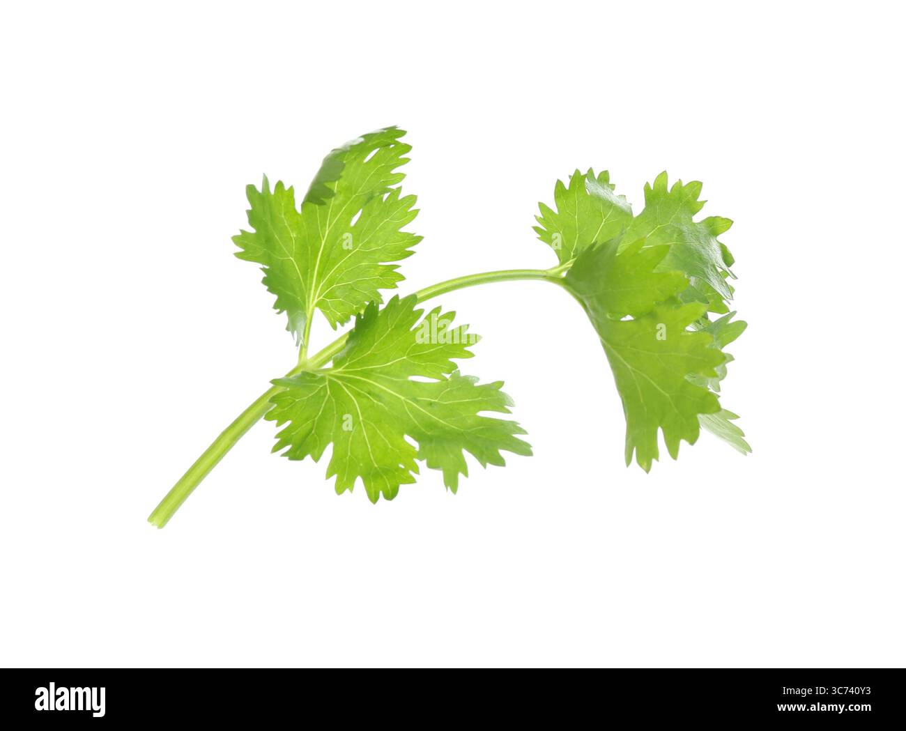 Sprig of aromatic cilantro isolated on white Stock Photo - Alamy