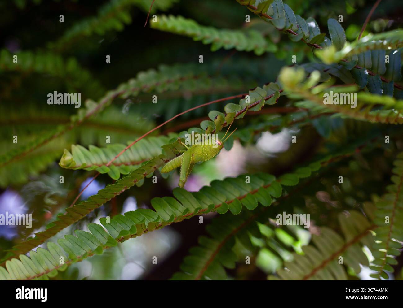 Incredible green Cricket in his Habitat Stock Photo - Alamy