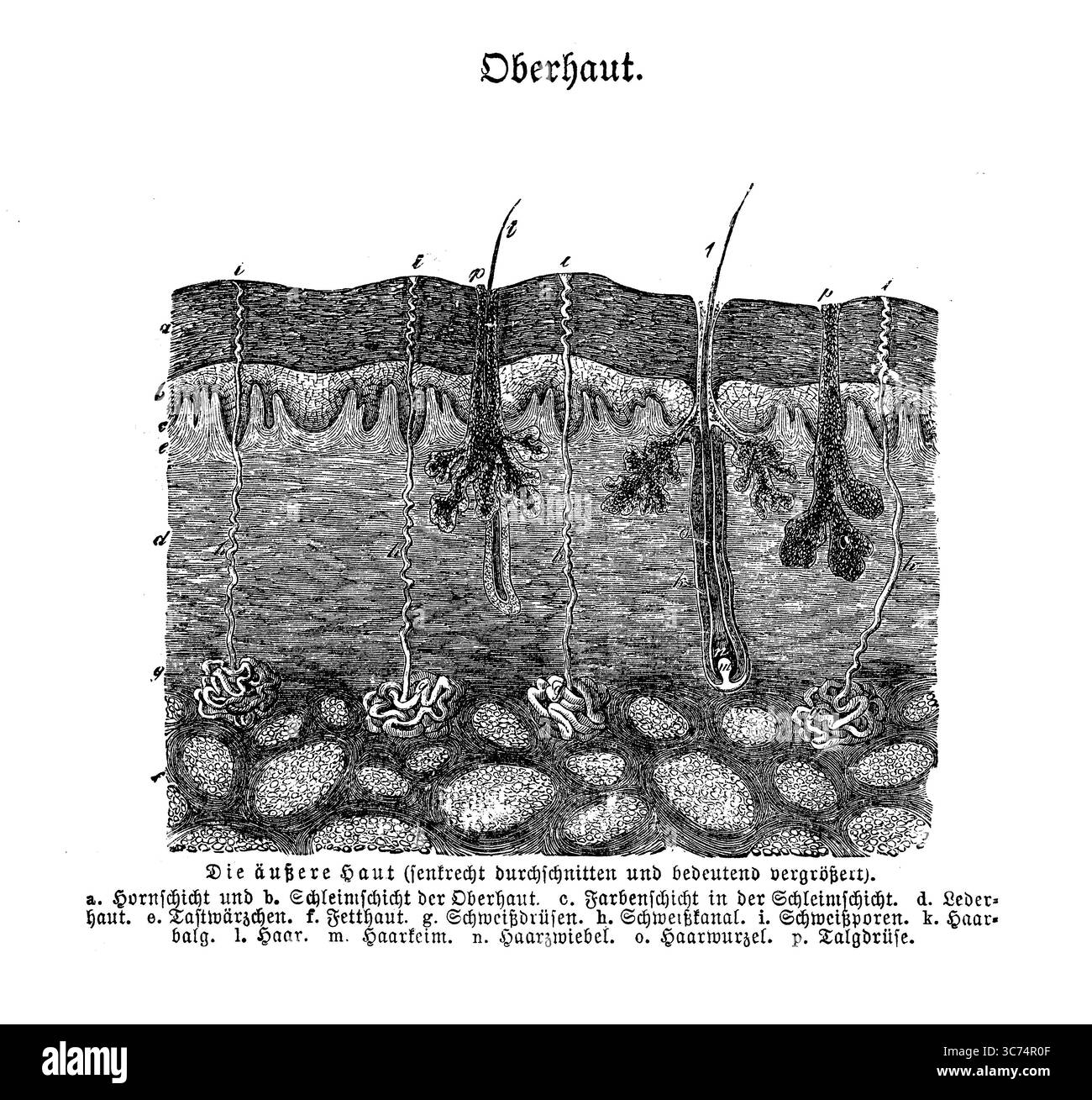 Anatomy layers Black and White Stock Photos & Images - Alamy