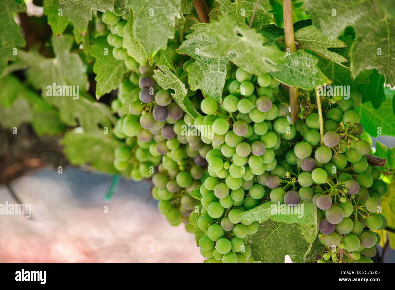 Pre grapes hi-res stock photography and images - Alamy