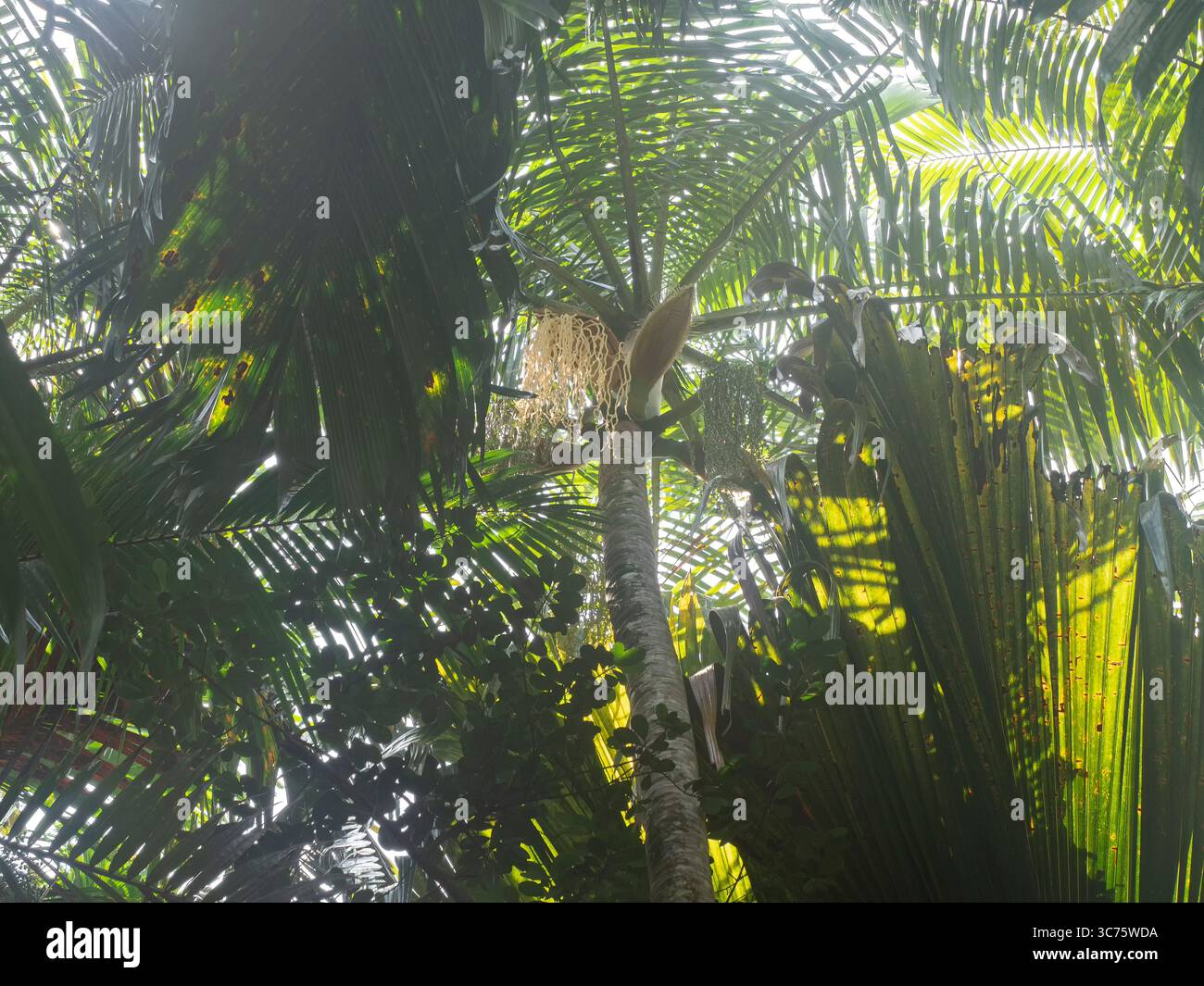 Palmiste park hi-res stock photography and images - Alamy