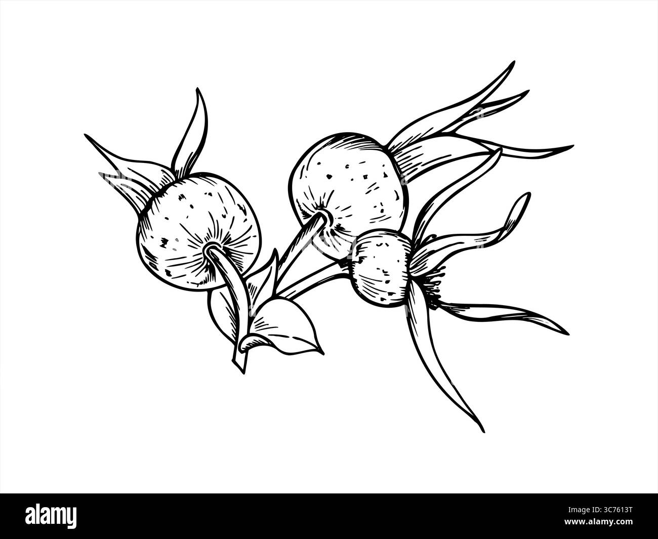 Herbal tea fresh wild Stock Vector Images - Alamy