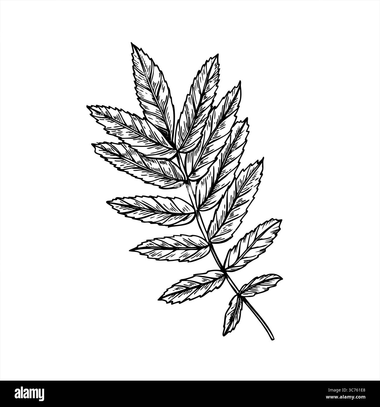 Autumn forest in black Stock Vector Images - Alamy