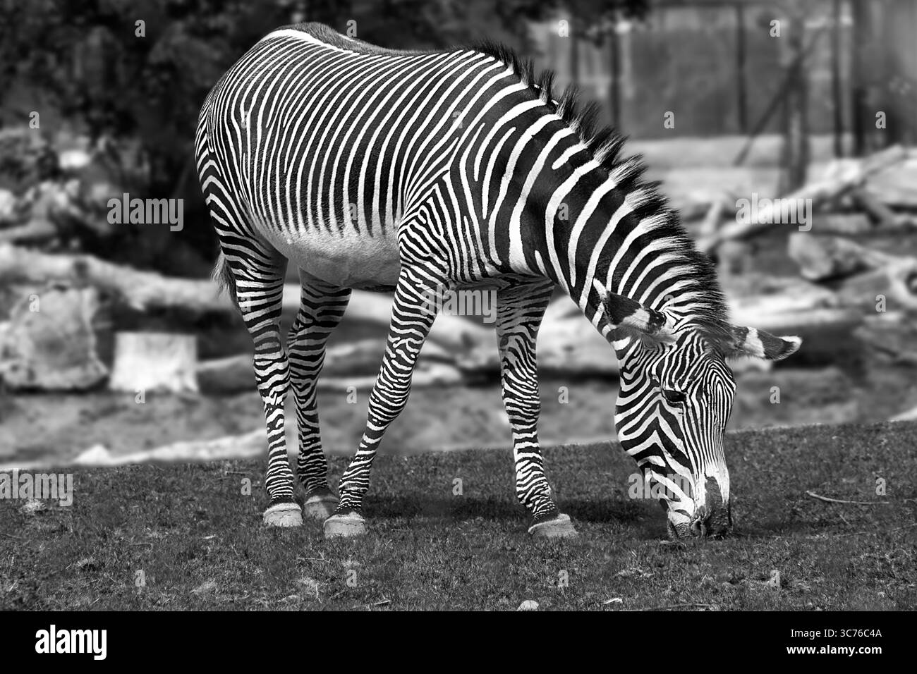Zebra at Chester Zoo Stock Photo - Alamy