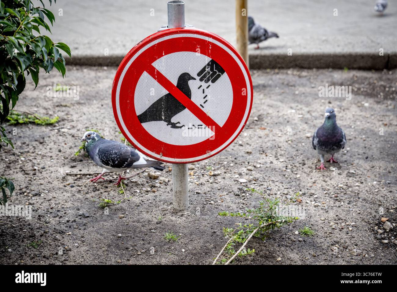 ROTTERDAM - Forbidden to feed pigeons and birds. ANP /HOLLANDSE HOOGTE ...