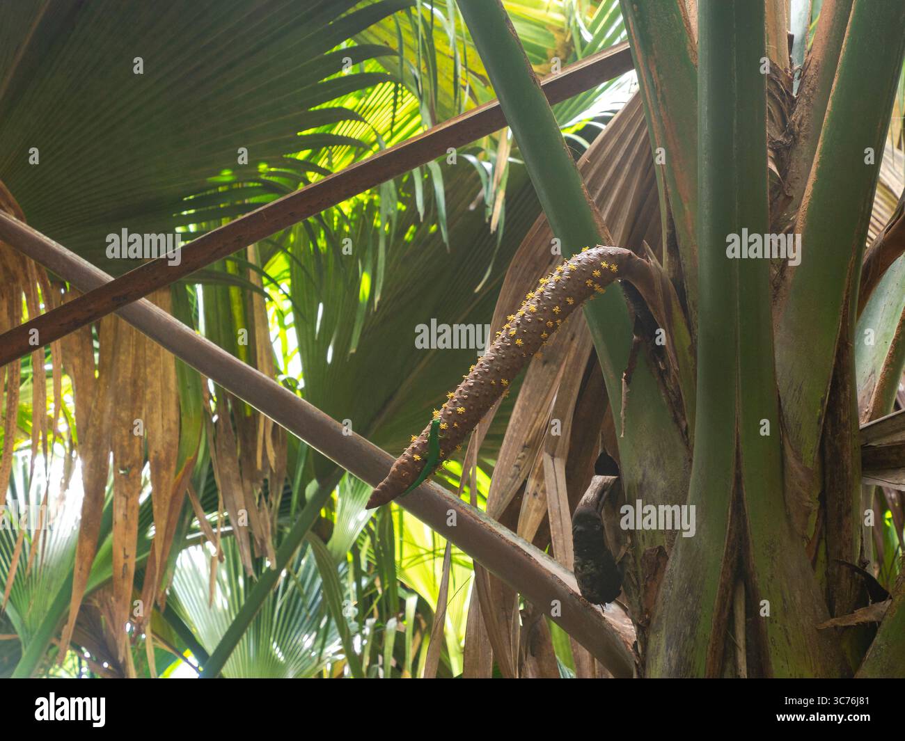 lizard green day gecko, phelsuma astriata, male plant with fruits of ...