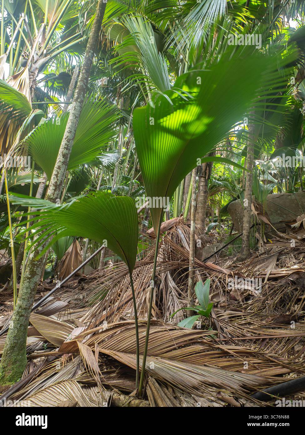 young plant, sprout of endemic palm tree coco de mer, lodoicea ...