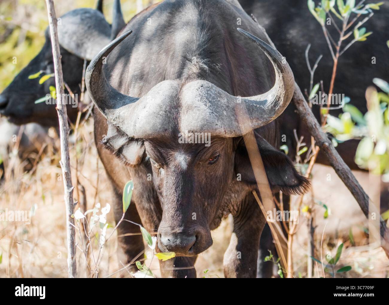 African Buffalo South Africa Stock Photo - Alamy