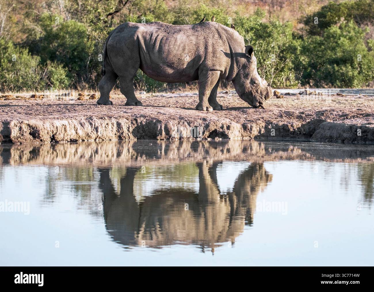 African Rhion South Africa Stock Photo - Alamy