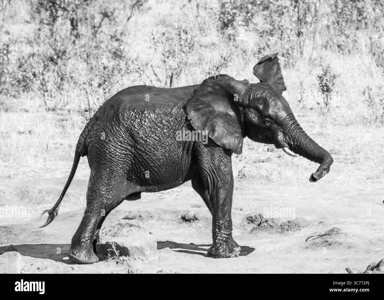 Group south africa Black and White Stock Photos & Images - Alamy