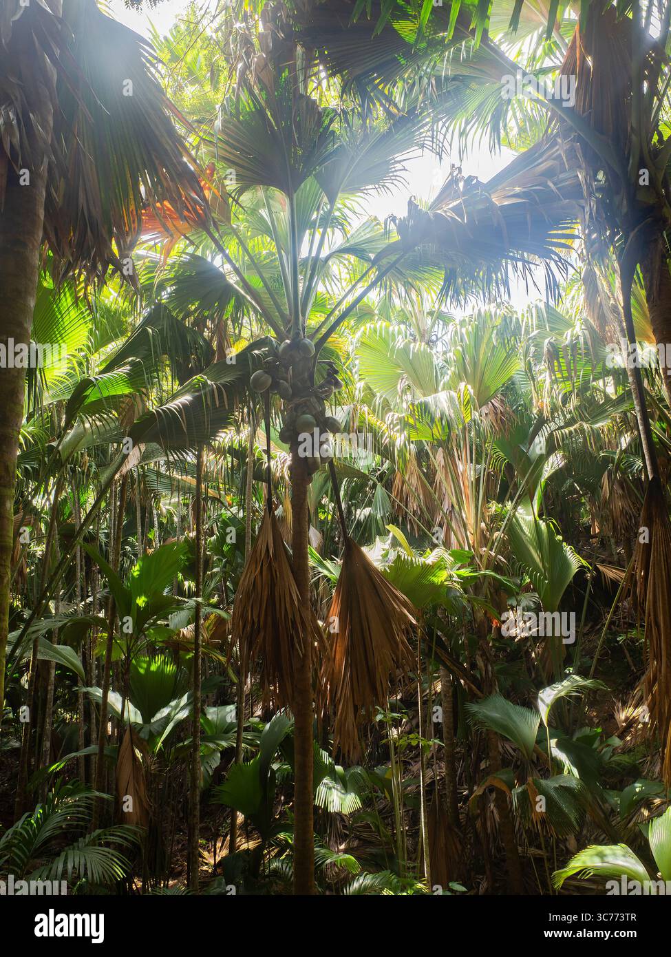 female plant with fruits of endemic palm tree coco de mer, lodoicea ...