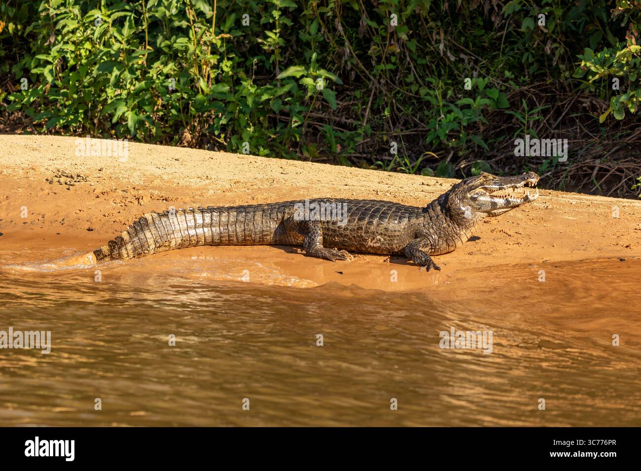 Pantanal matogrossence national park hi-res stock photography and ...