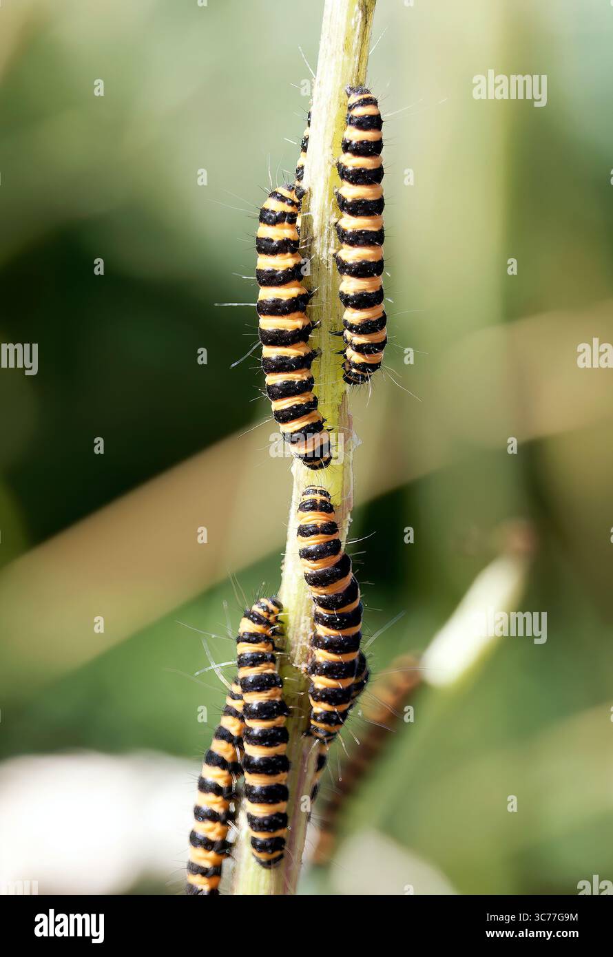 Jakabfu lepke hi-res stock photography and images - Alamy