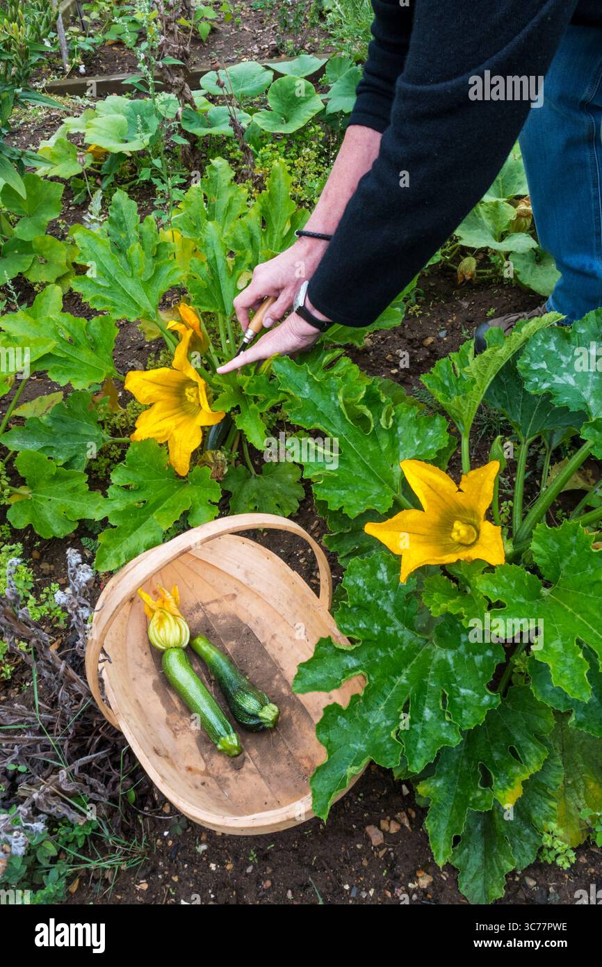 Picking courgettes uk hi-res stock photography and images - Alamy