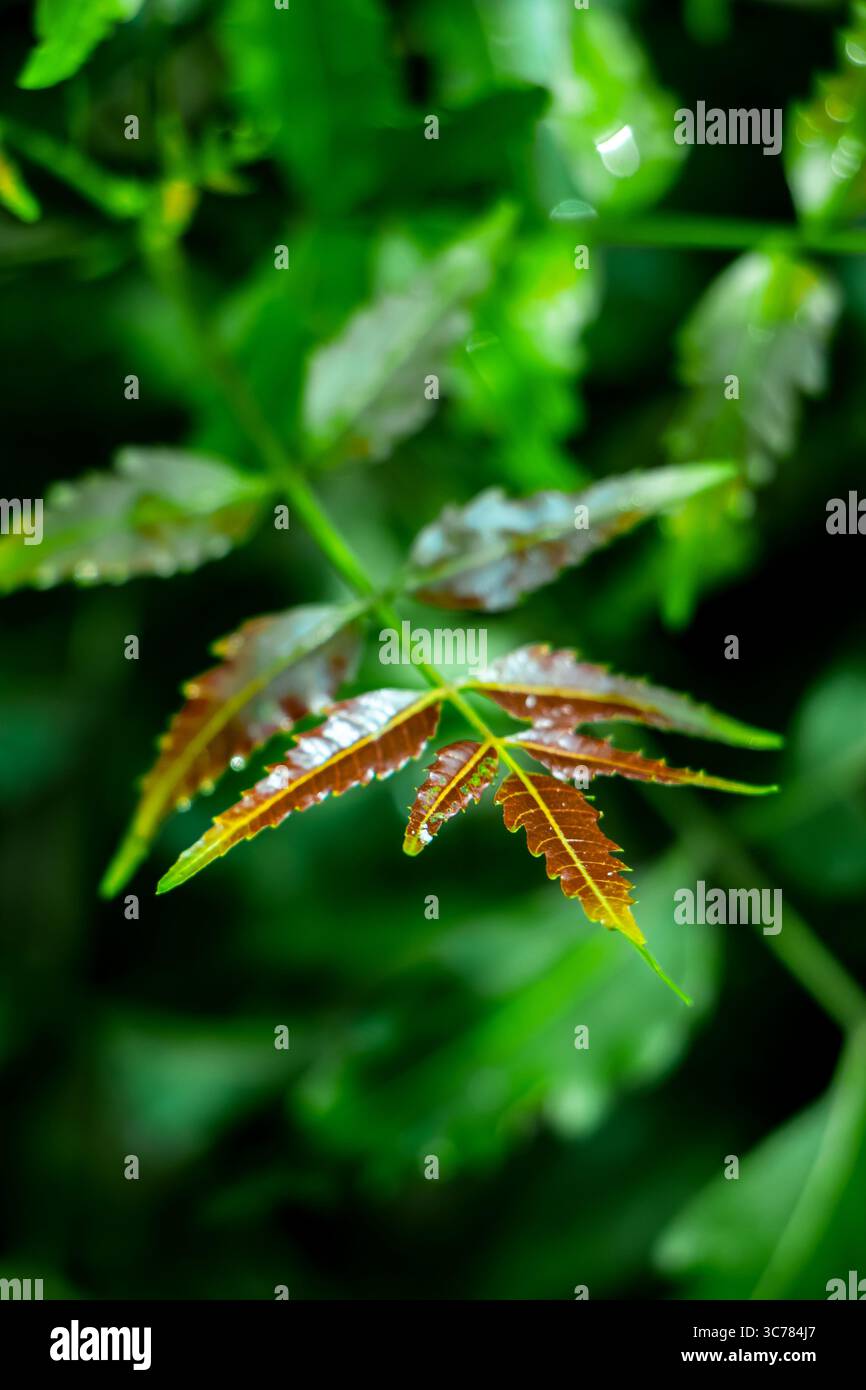 New top leaf of neem plant.Azadirachta indica - A branch of neem tree ...