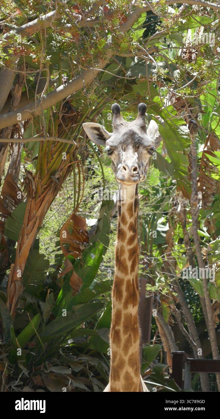 Los Angeles, California, USA 31st July 2025 Maasai Giraffe, Masai ...