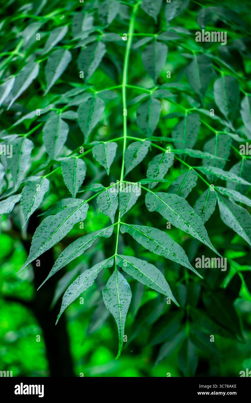 New top leaf of neem plant. Azadirachta indica. Medicine tree Stock ...