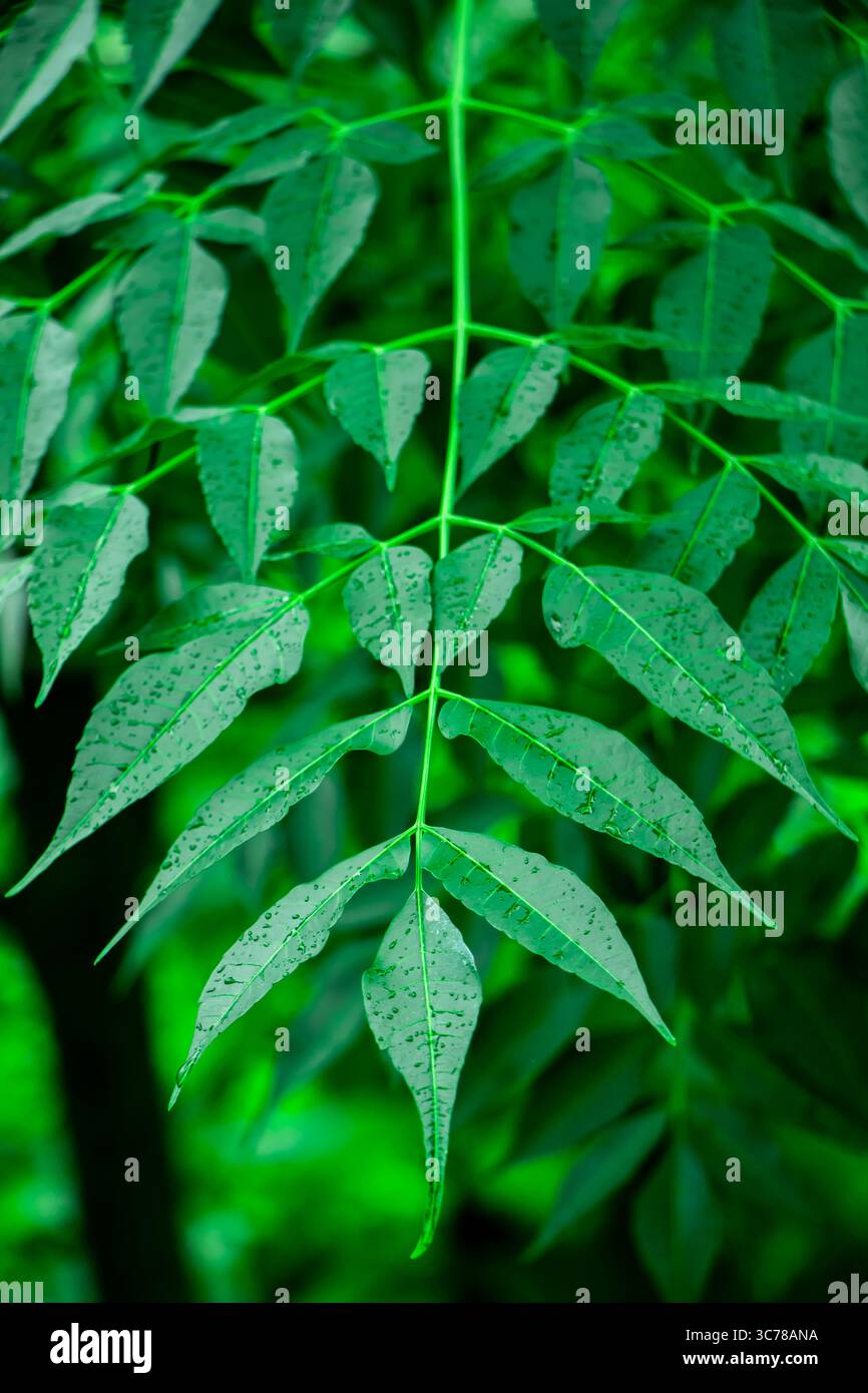 New top leaf of neem plant. Azadirachta indica. Medicine tree Stock ...