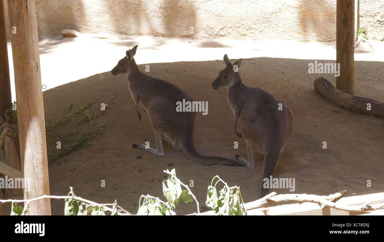 Los Angeles, California, USA 31st July 2025 Kangaroos at LA Zoo on July ...