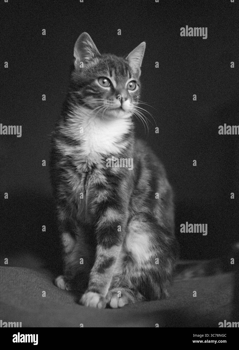 Official portrait of a cat in full length Stock Photo - Alamy