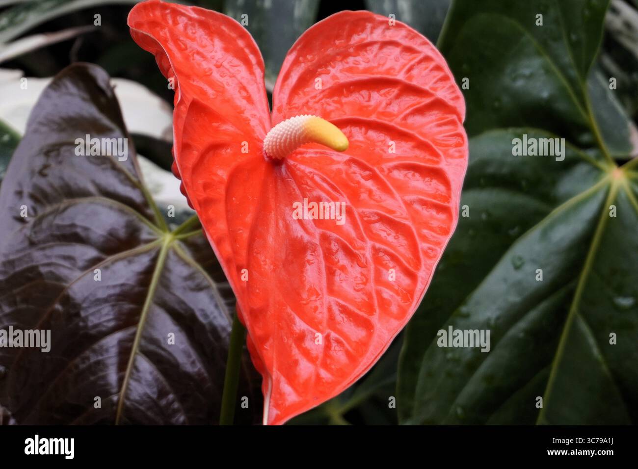Colorful close up of an Anthurium andraeanum, flamingo flower or ...