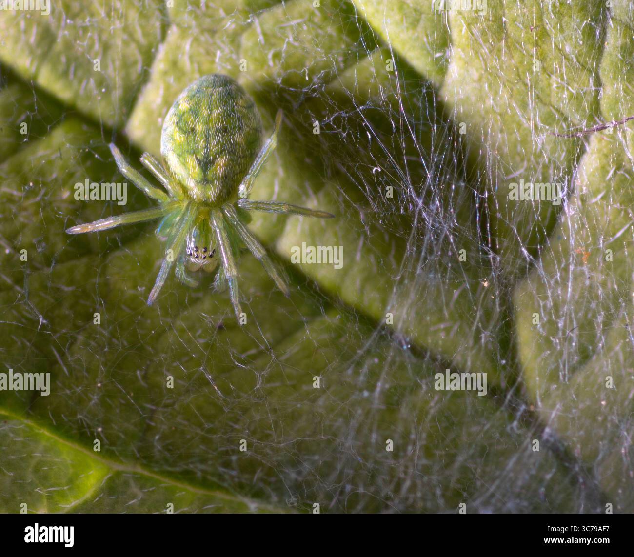 Small green yellow garden spider, Nigma walckenaeri Stock Photo - Alamy