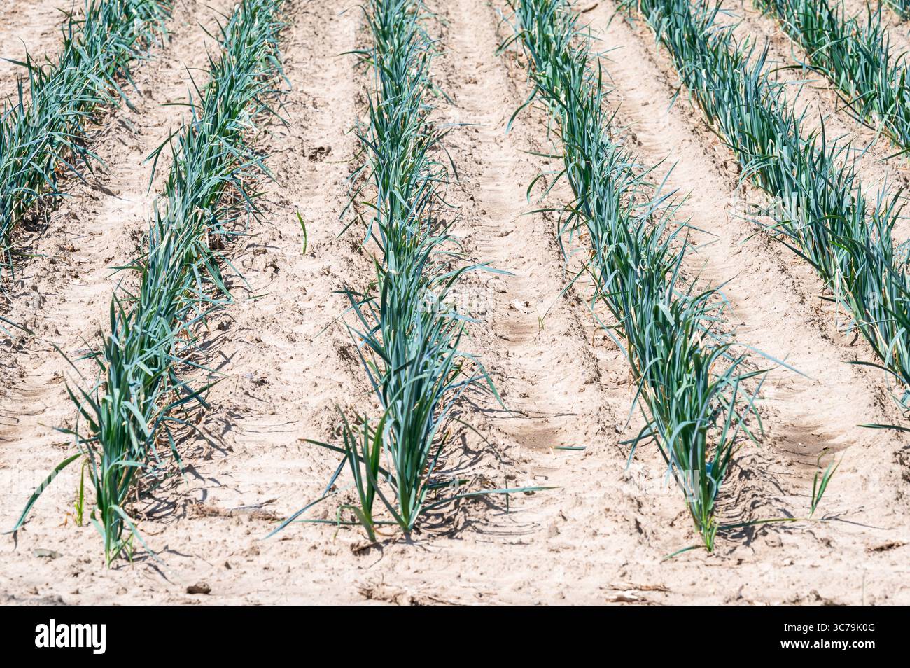 Leek field at the Flemish countryside in Langemark Poelkapelle, West ...