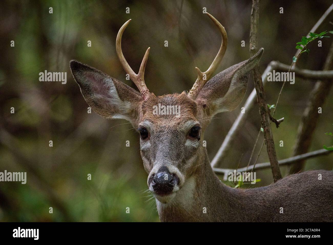 Front view of four point buck Stock Photo - Alamy