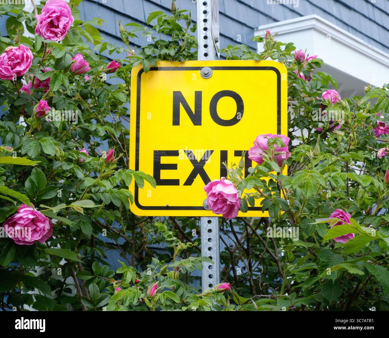 No exit street sign hi-res stock photography and images - Alamy