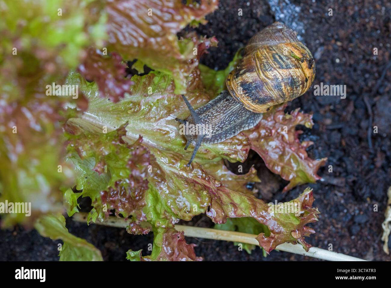 Top view big snail hi-res stock photography and images - Alamy