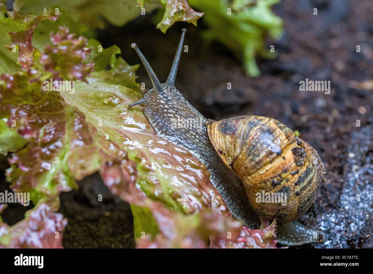 Top view big snail hi-res stock photography and images - Alamy