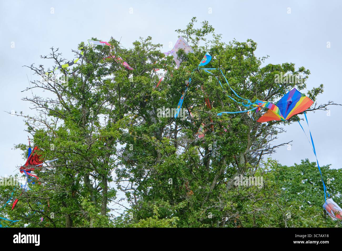 Many kites caught in top of tree, following kite festival Stock Photo ...