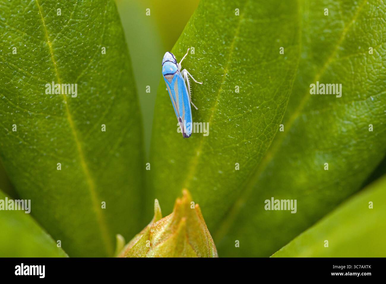 close-up of a rare blue rhododendron leafhopper on a green leaf Stock ...