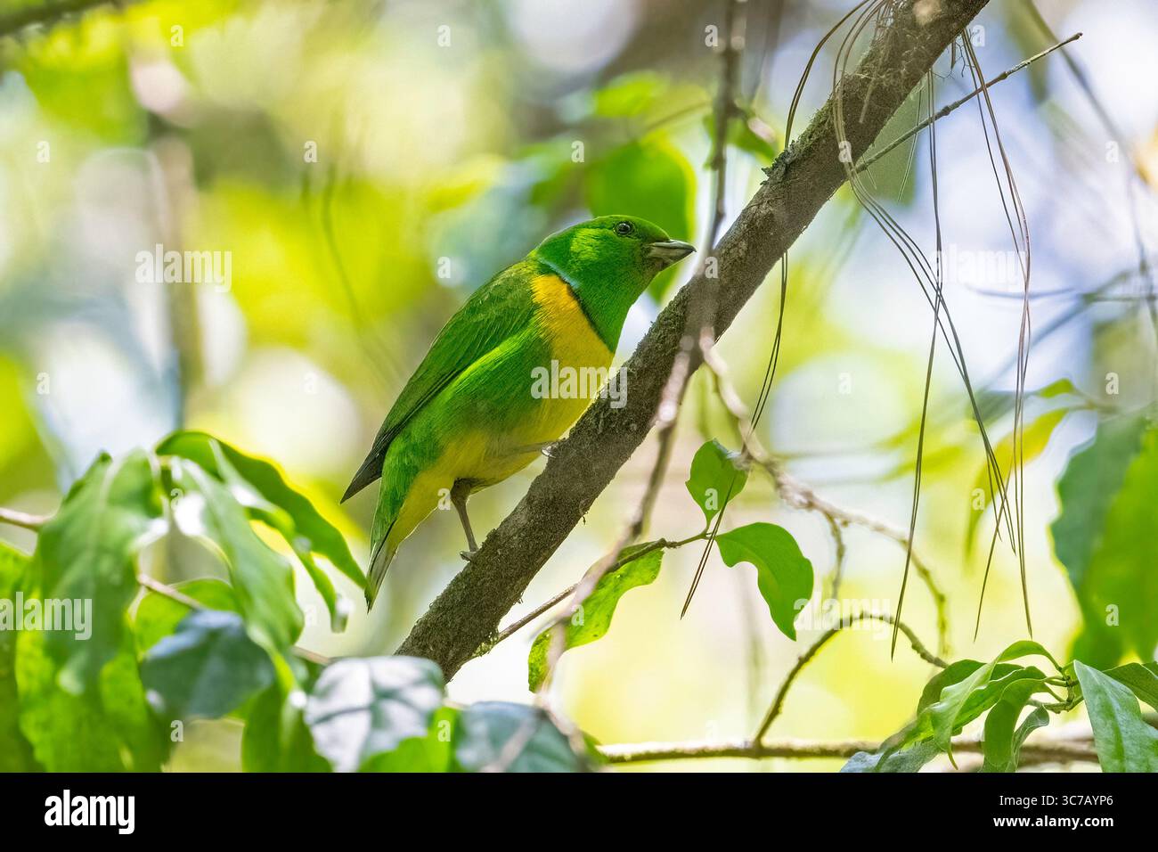 Aves de aves de crossbill hi-res stock photography and images - Alamy