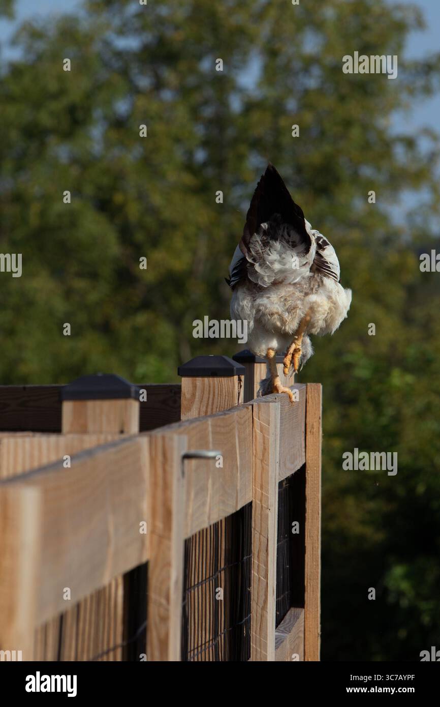 Chicken on the fence hi-res stock photography and images - Alamy