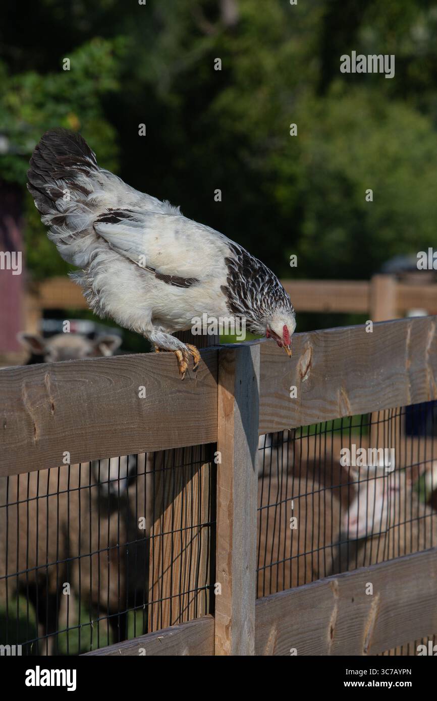Chicken on a Fence Stock Photo - Alamy
