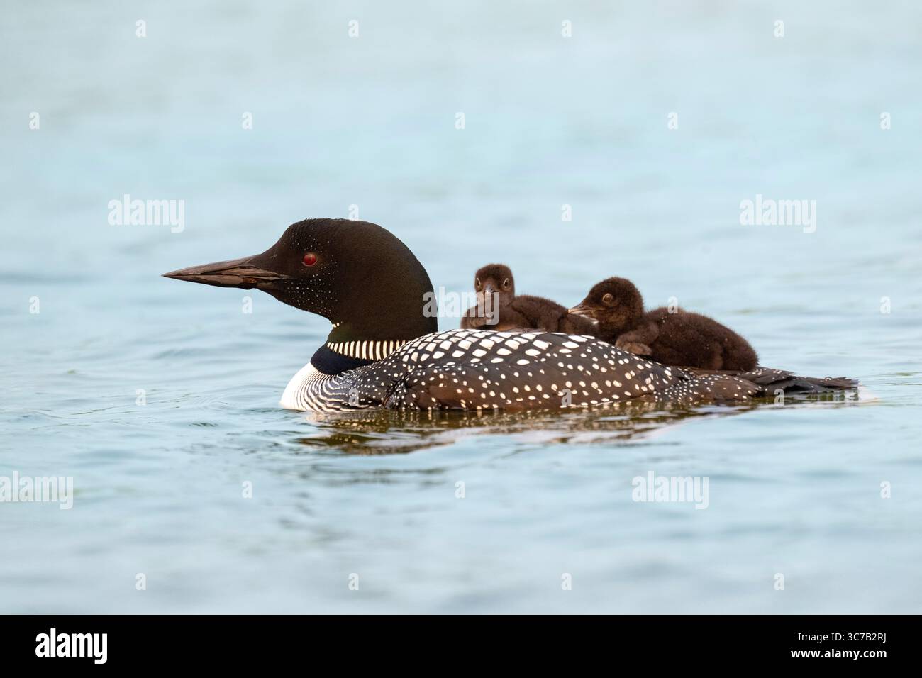 Common Loon Gavia immer Maple Lake, Minnesota, United States 1 June ...