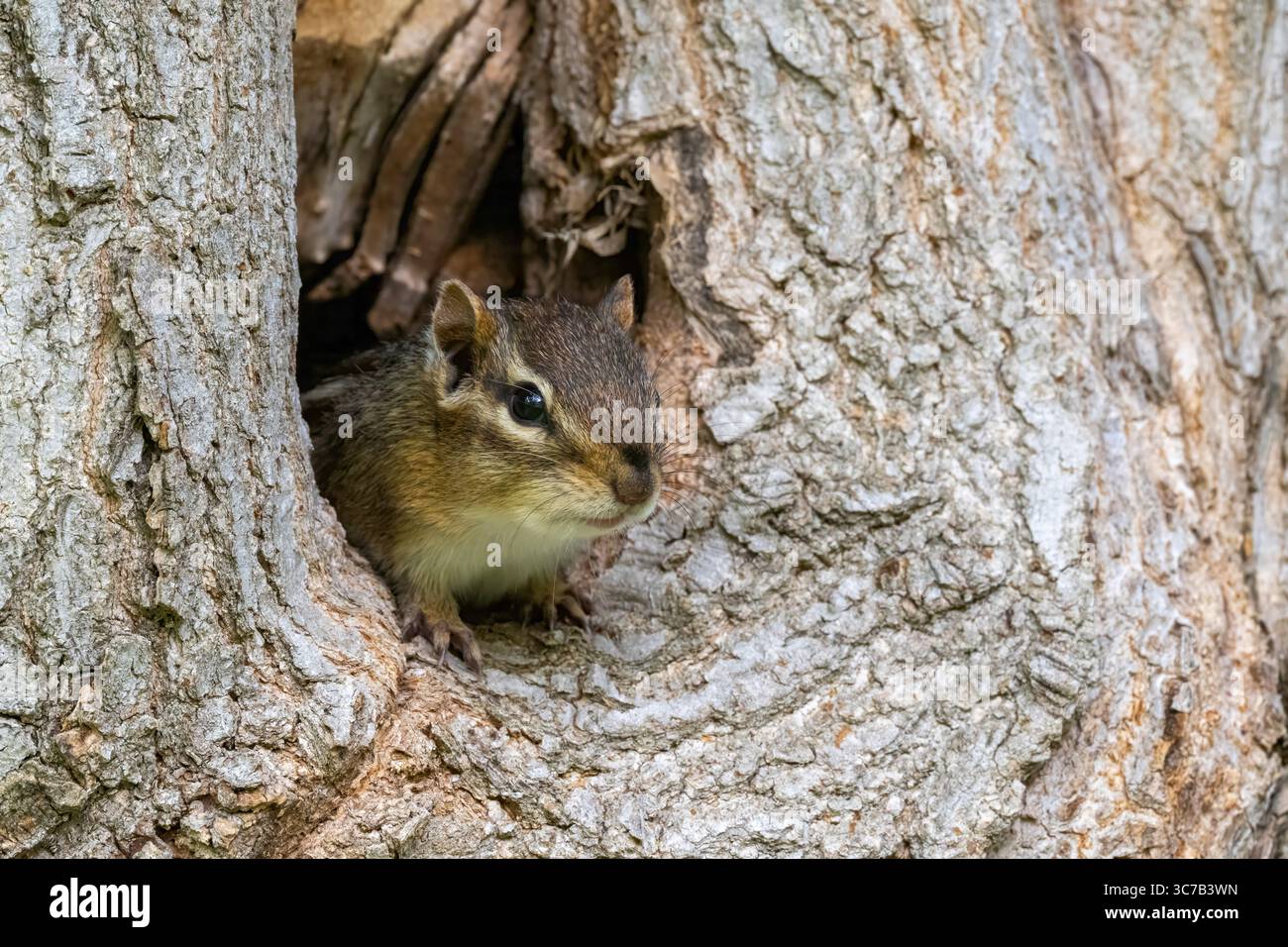 Sploot lay their belly on the ground to cool off hi-res stock ...