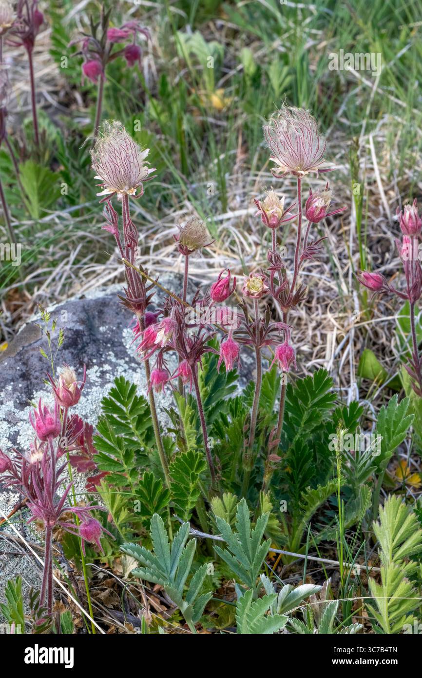 Geum triflorum Prairie Smoke Stock Photo - Alamy