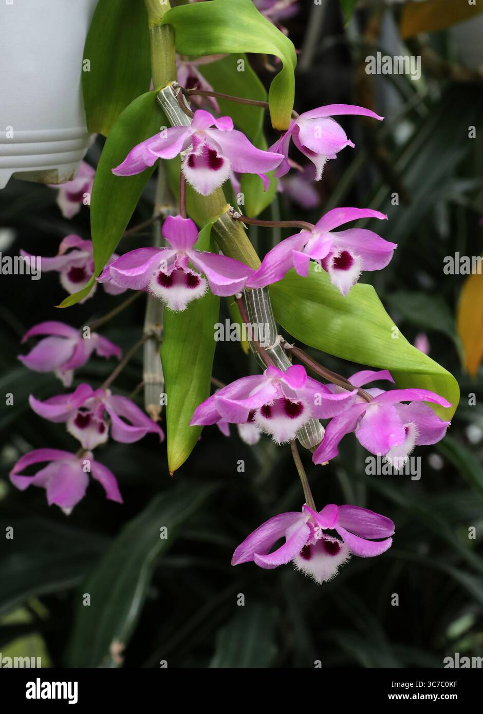 Unscented Dendrobium, Dendrobium anosmum, Orchidaceae. Southeast Asia ...