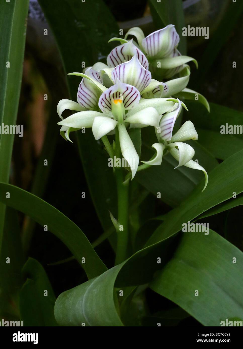 Epidendrum fragrans var pachupus hi-res stock photography and images ...