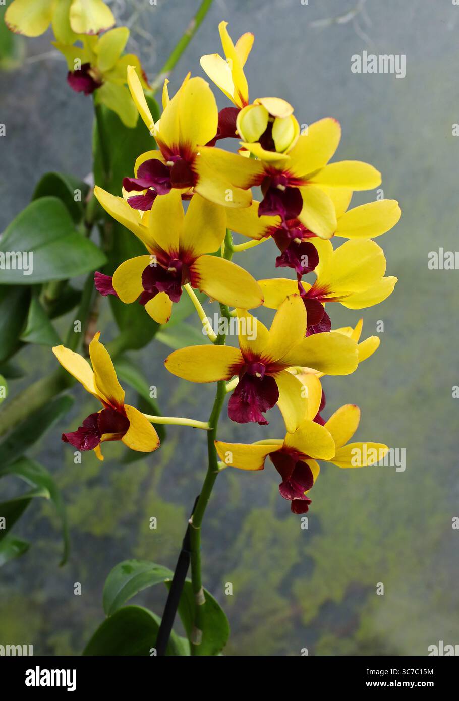 Dendrobium tokai hi-res stock photography and images - Alamy