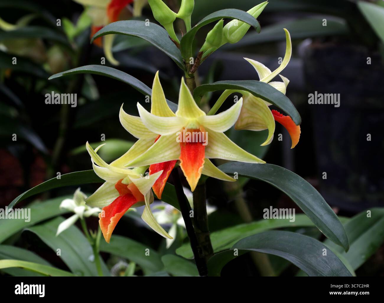 Dendrobium formosum orchid hi-res stock photography and images - Alamy