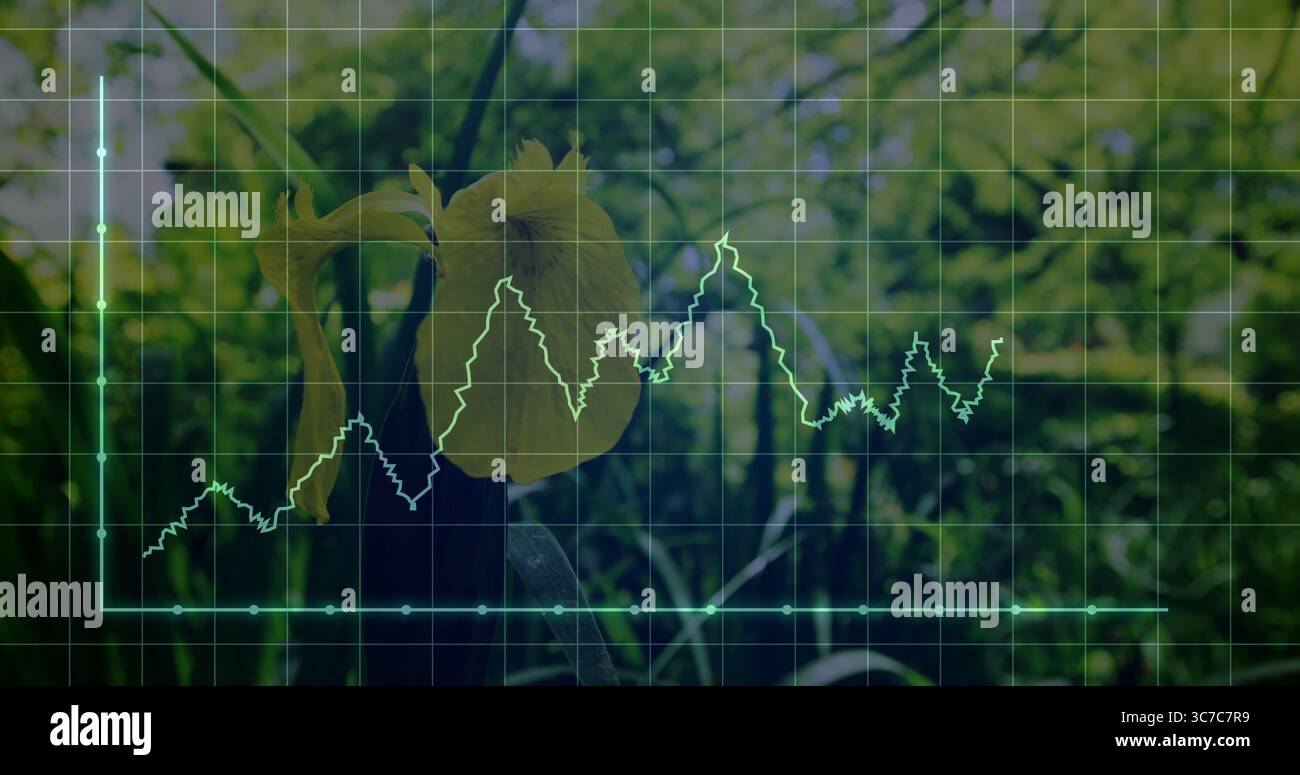 Yellow iris flower blooming in garden, with grid overlay and line graph ...