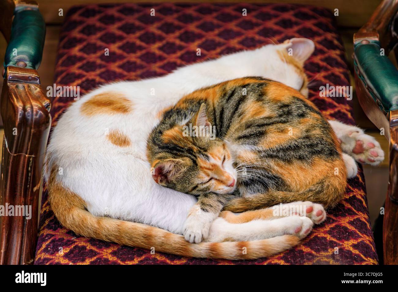 A white and ginger mother cat, and her calico kitten sleep curled up on ...