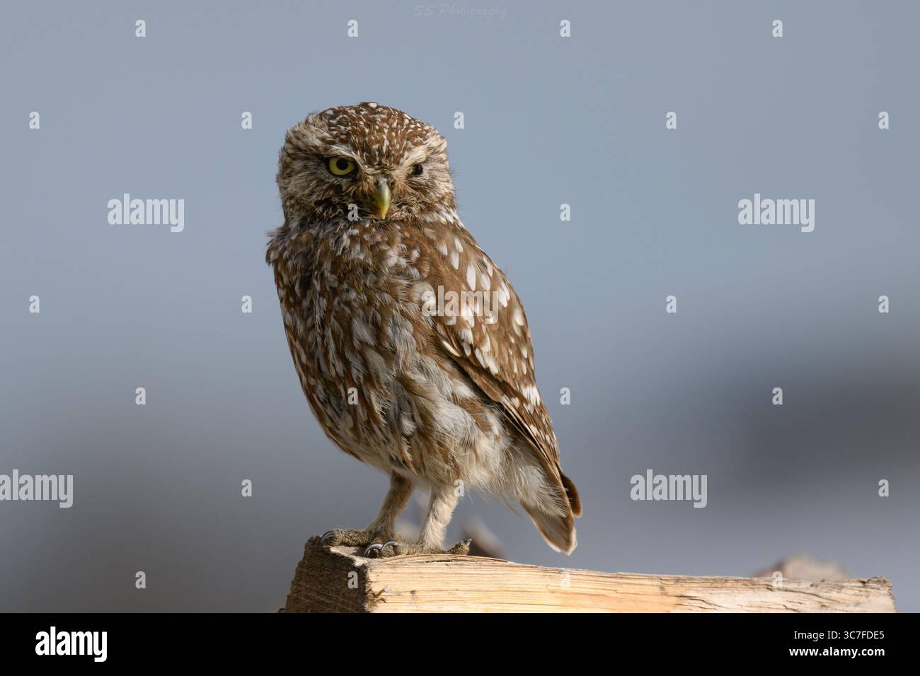 Little Owl (Athene noctua) standing tall on a branch with alert gaze ...