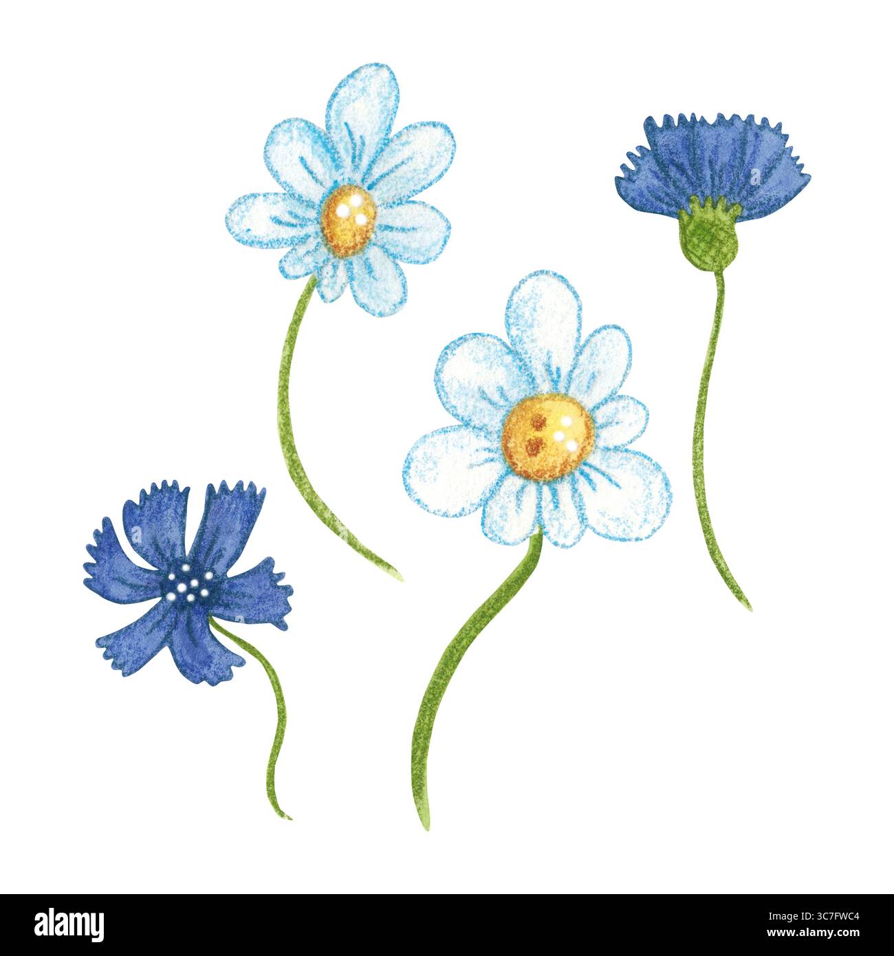 Set of two daisies and two cornflowers. Watercolor illustration hand ...